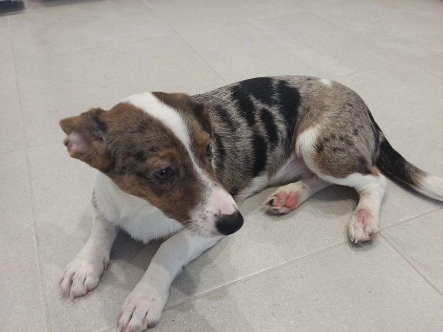 Вельш-корги кардиган смесь