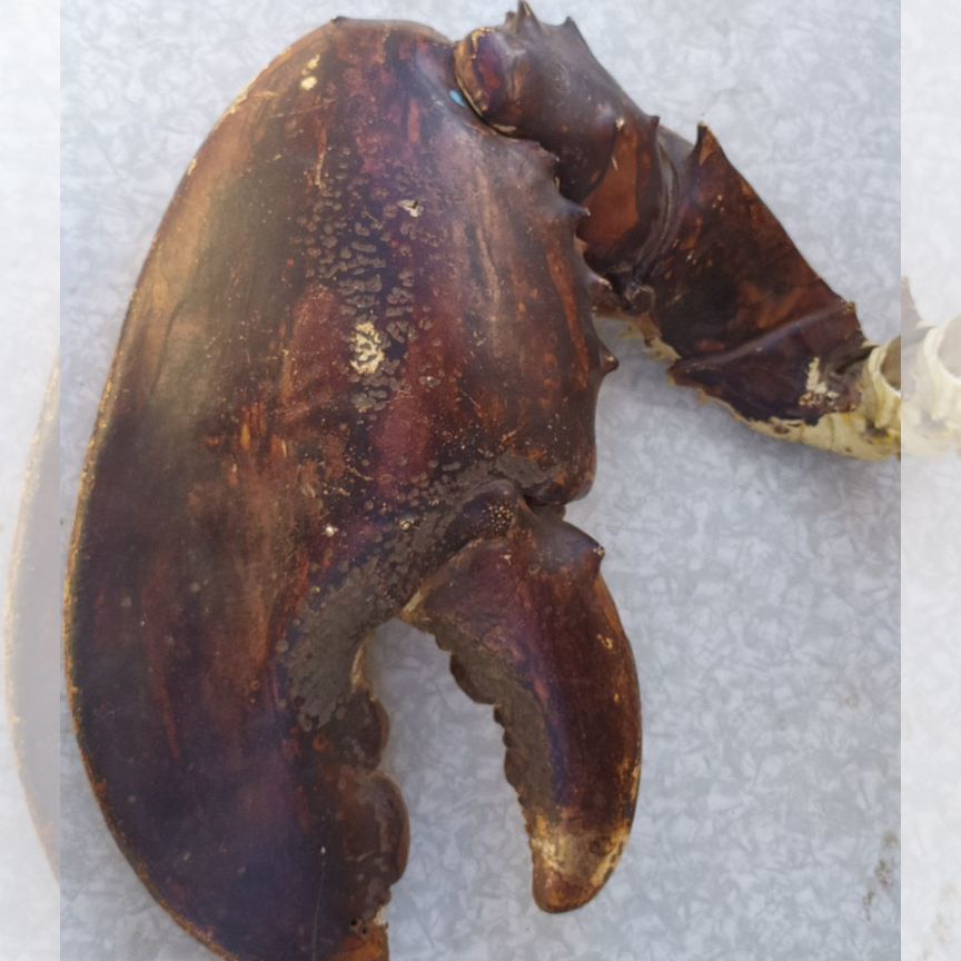 Трофей Клешня краба огромная натуральная