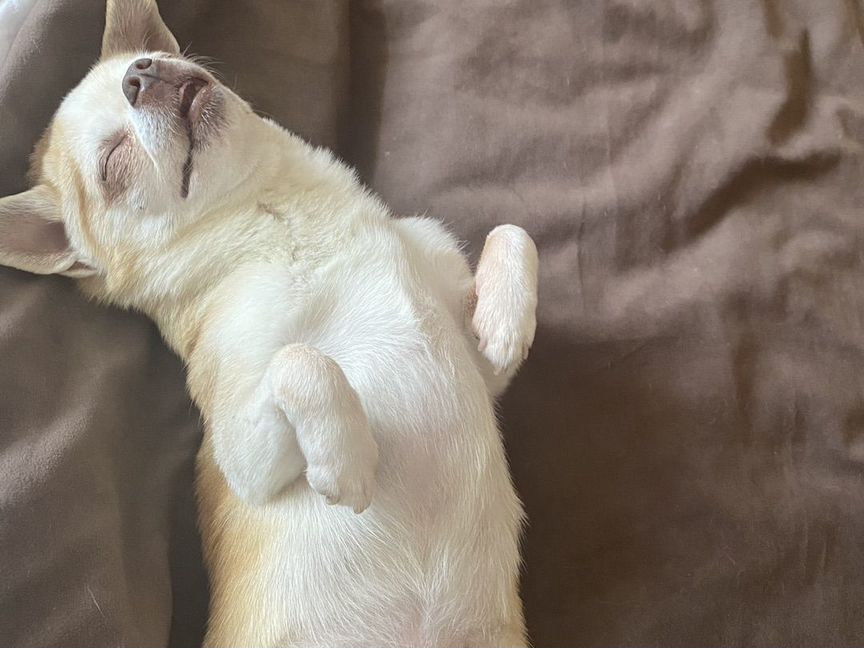 Чихуахуа в добрые руки феодосия