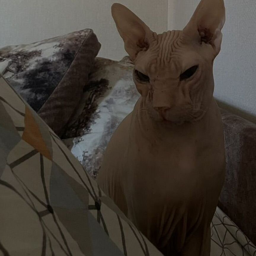 Котята сфинкс бесплатно