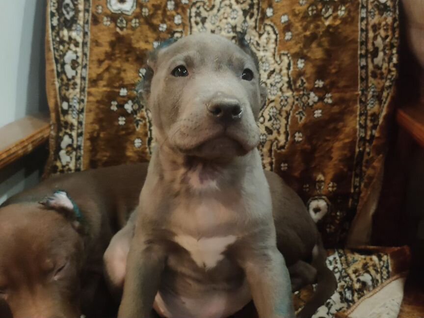 Голубой щенок питбуля