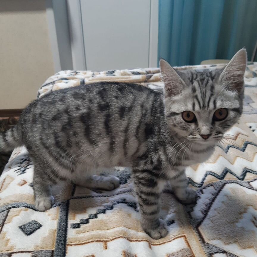 Шотланский котенок
