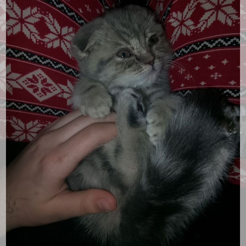 Британский короткошёрстный котёнок