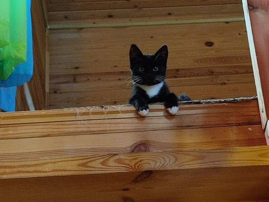 Котенок