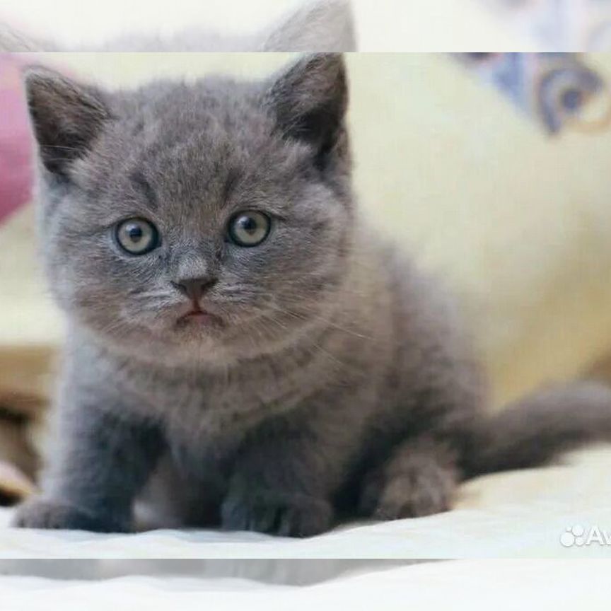 Шотландский прямоухий короткошёрстный котёнок