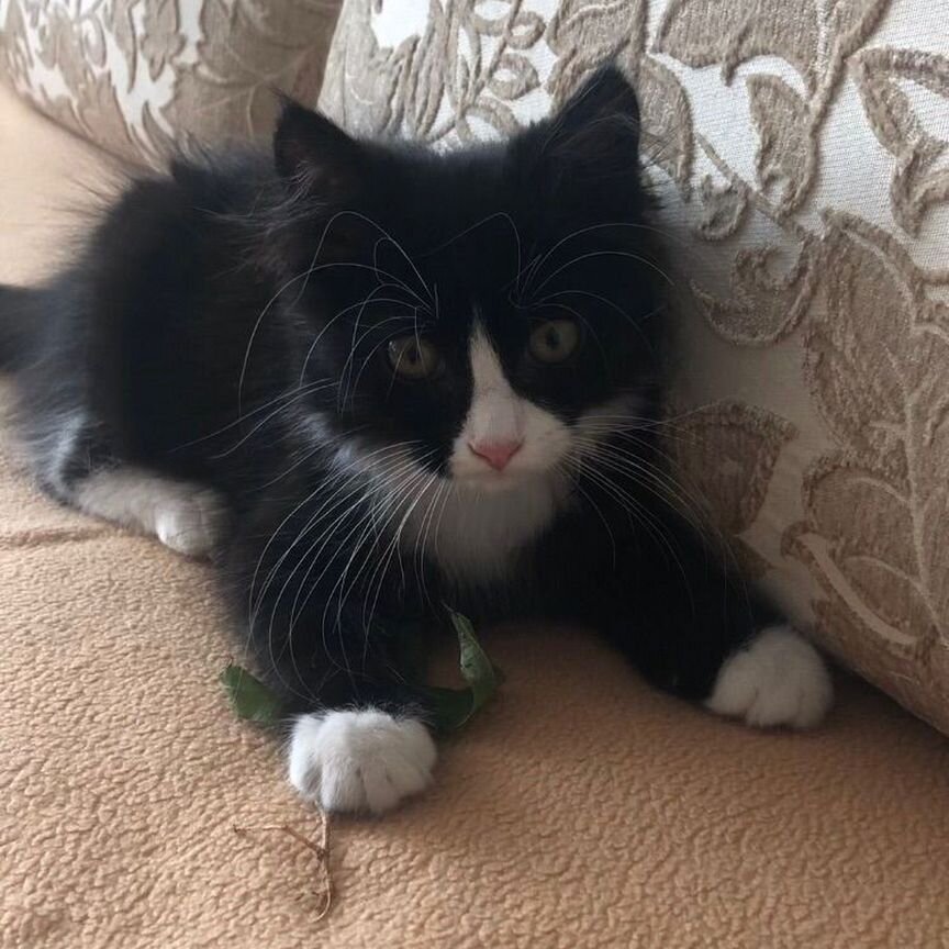Котенок девочка в добрые руки