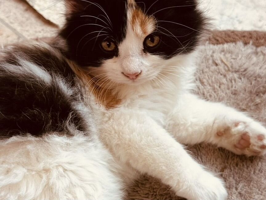 Кошка