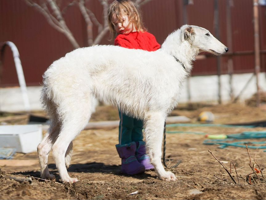 Мальчик русской борзой