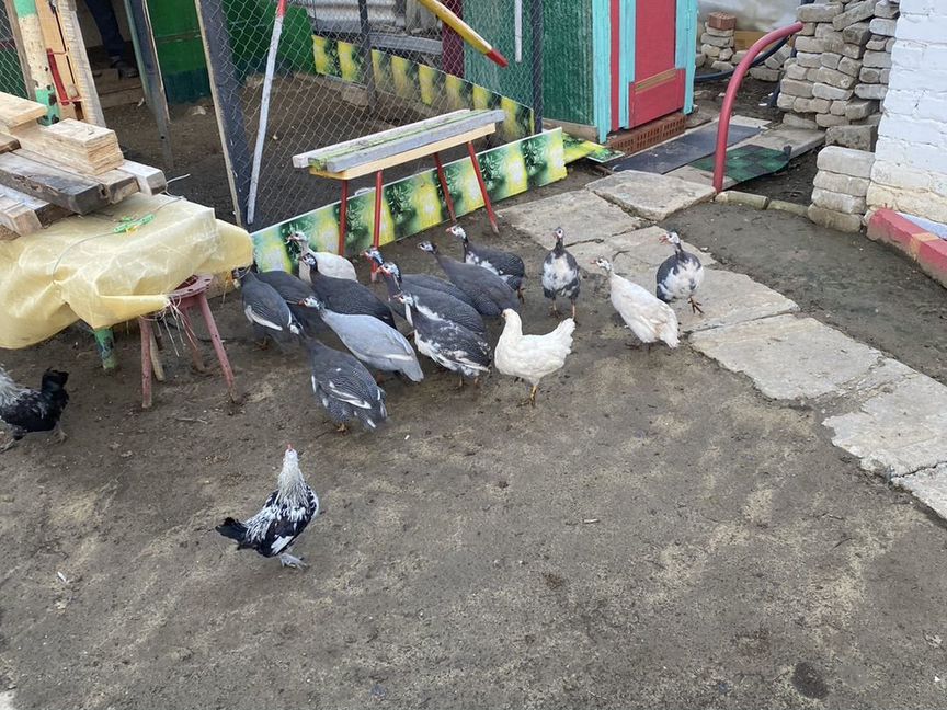 Цицарки декоративные