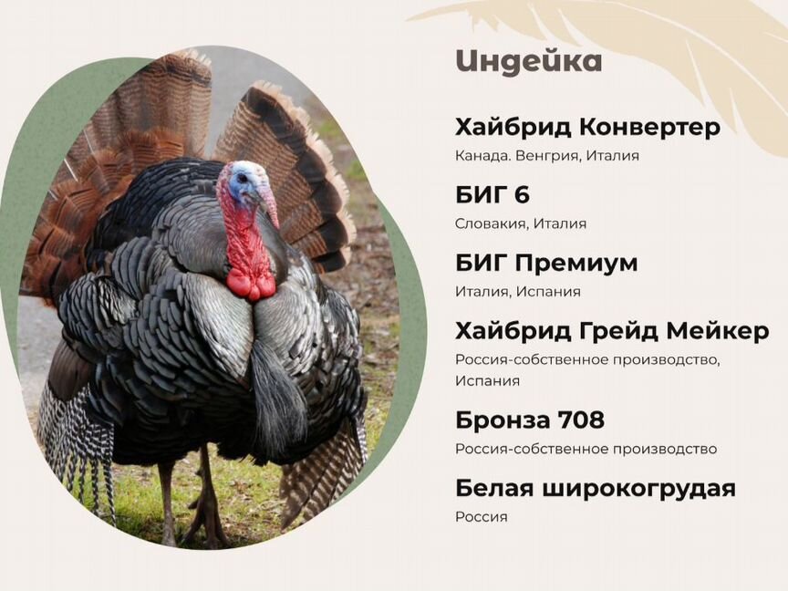 Инкубационное яйцо индейки