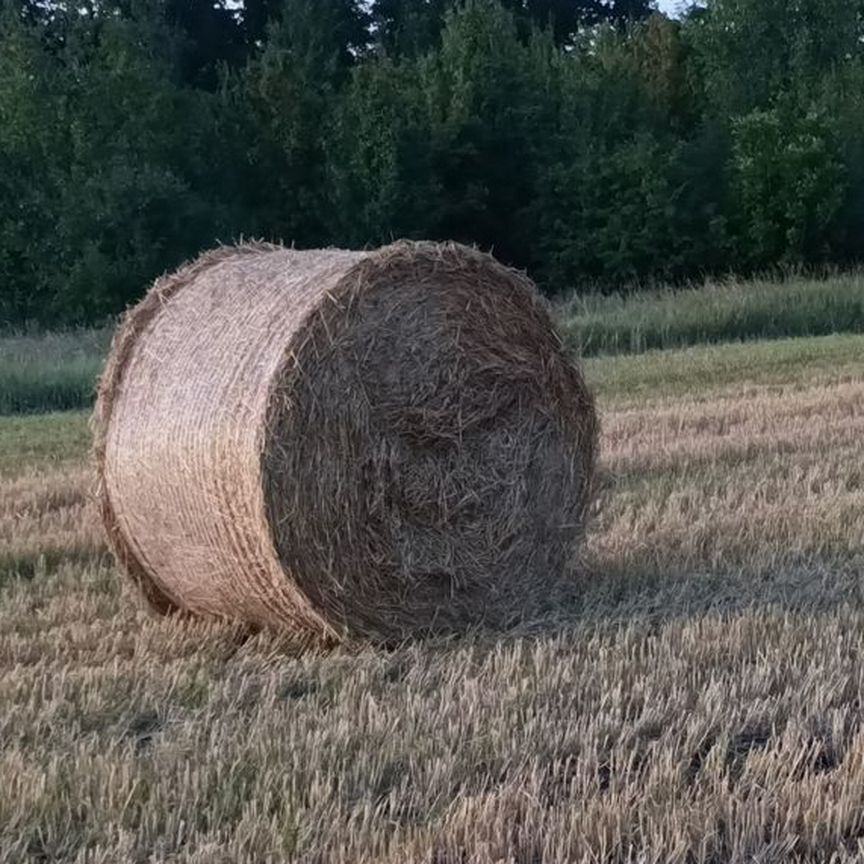 Солома в рулонах ячменная