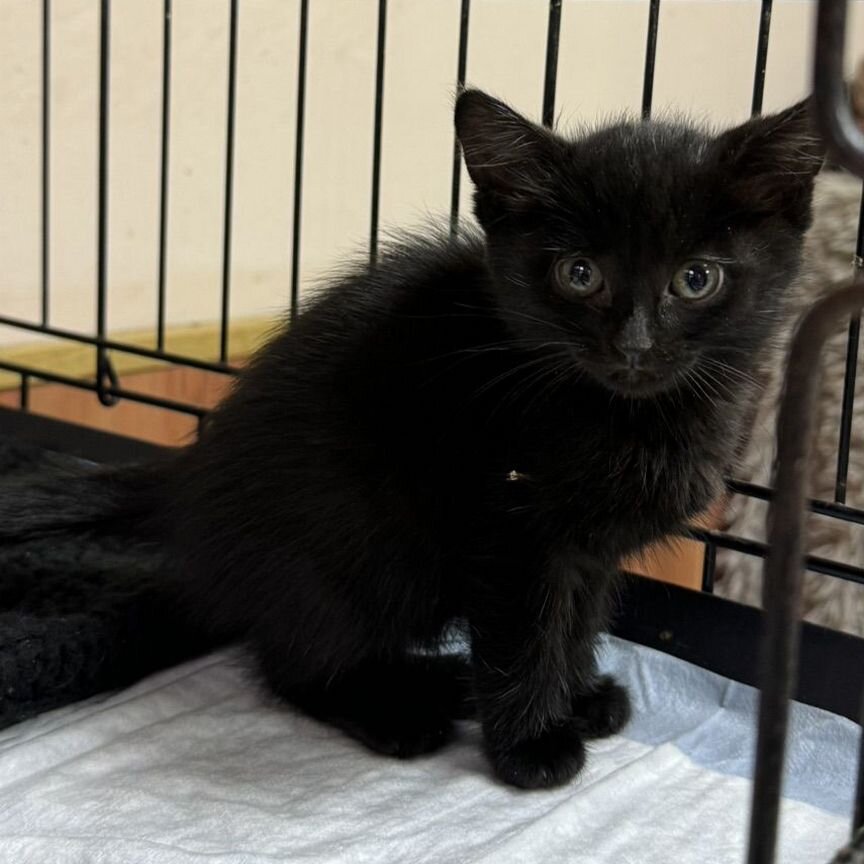 Черная девочка котенок