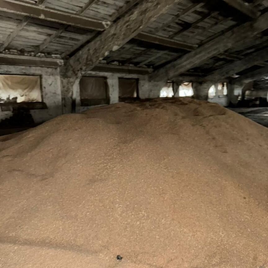 Продам пшеницу ячмень