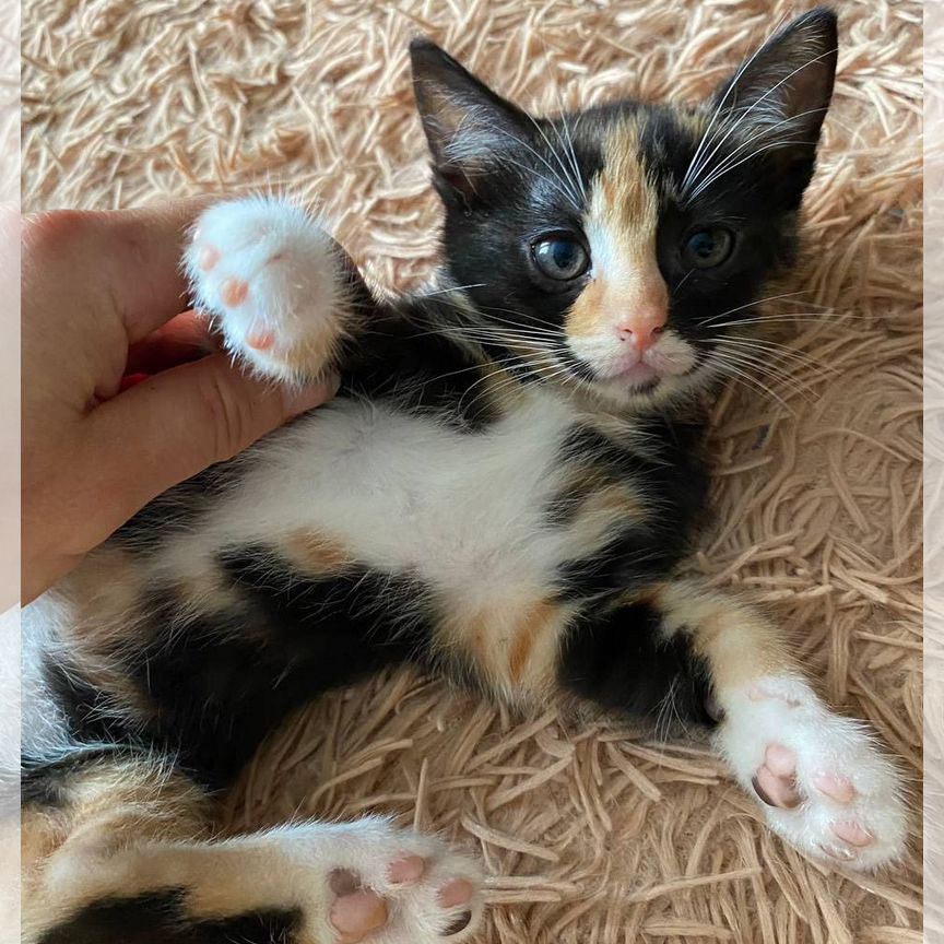 Котёнок в добрые руки