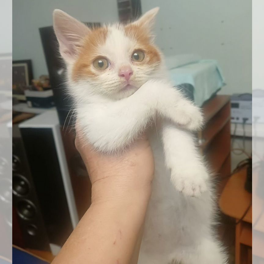 Отдам котенка в добрые руки