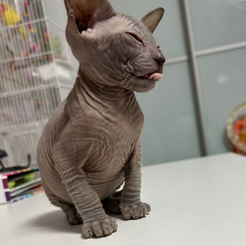 Донской сфинкс котёнок
