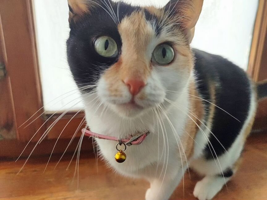 Трёхцветная девочка ищет дом