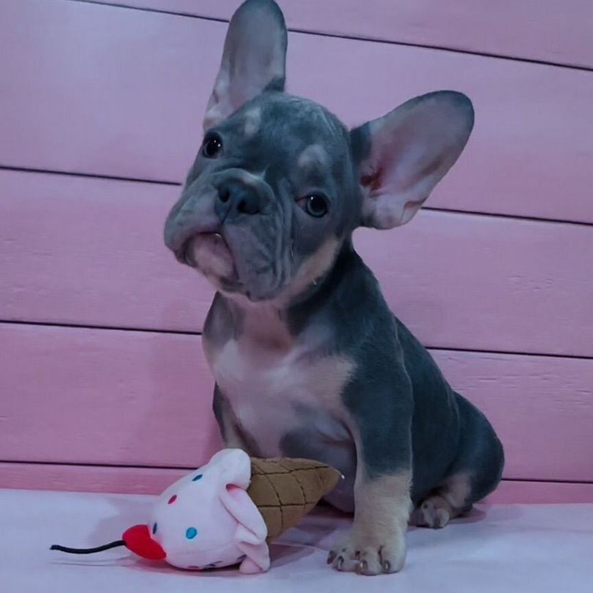 Лилово-подпалая девочка