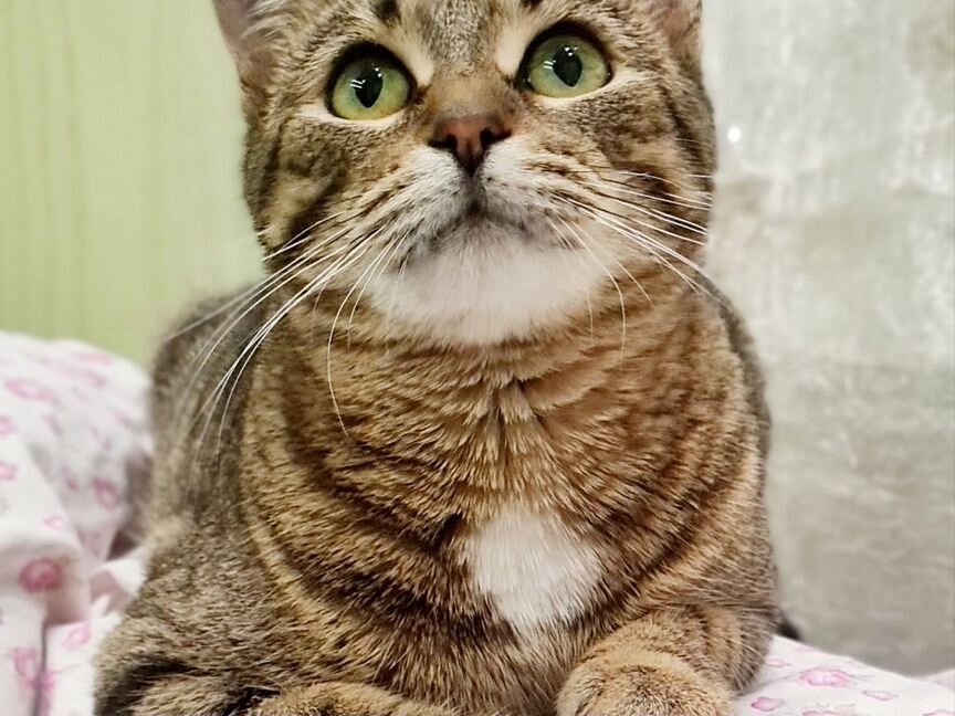 Кошка