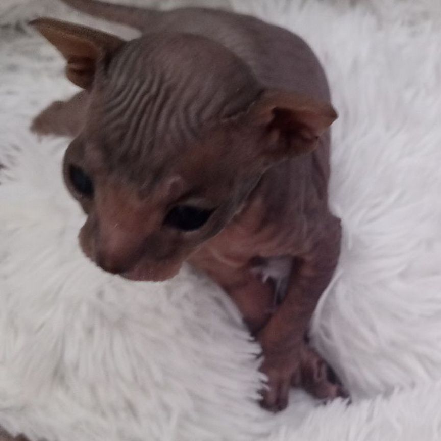 Донской сфинкс котёнок