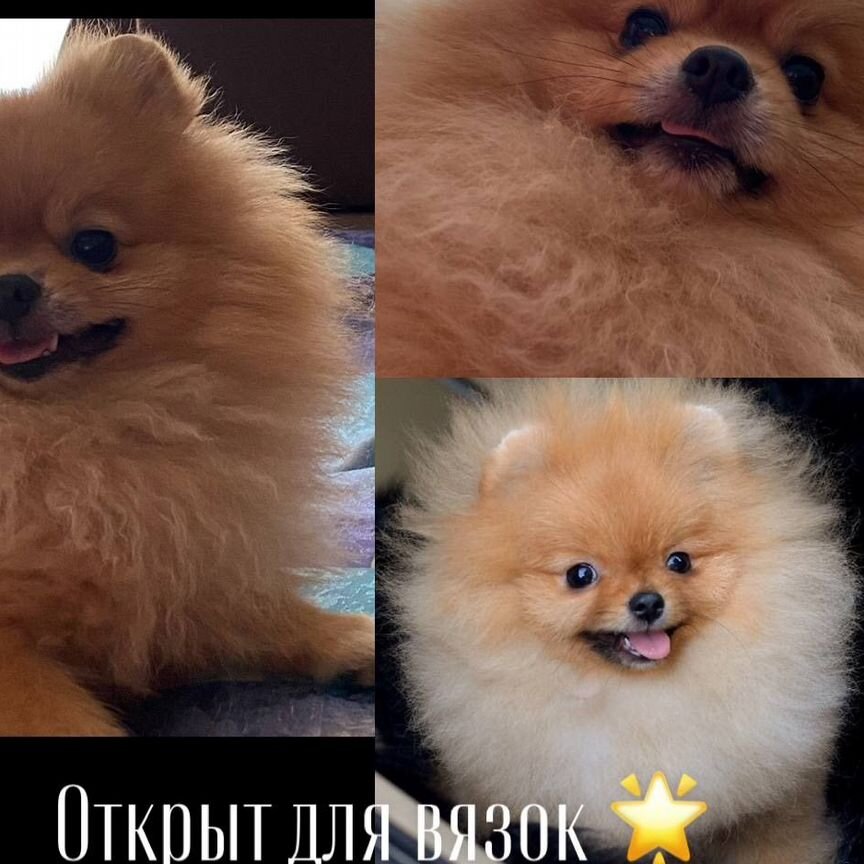 Померанский шпиц, вязка