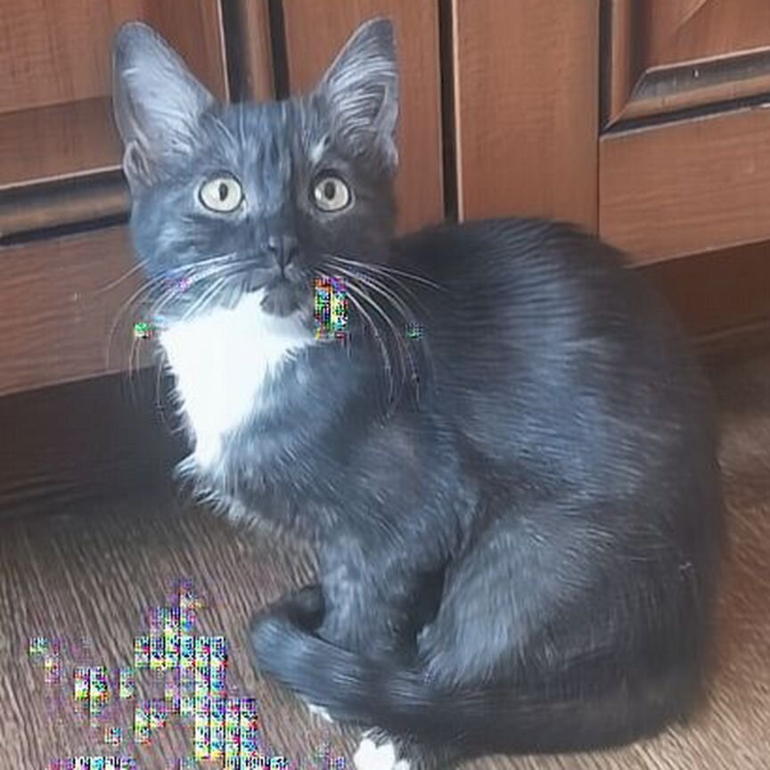 Котёнок в добрые руки