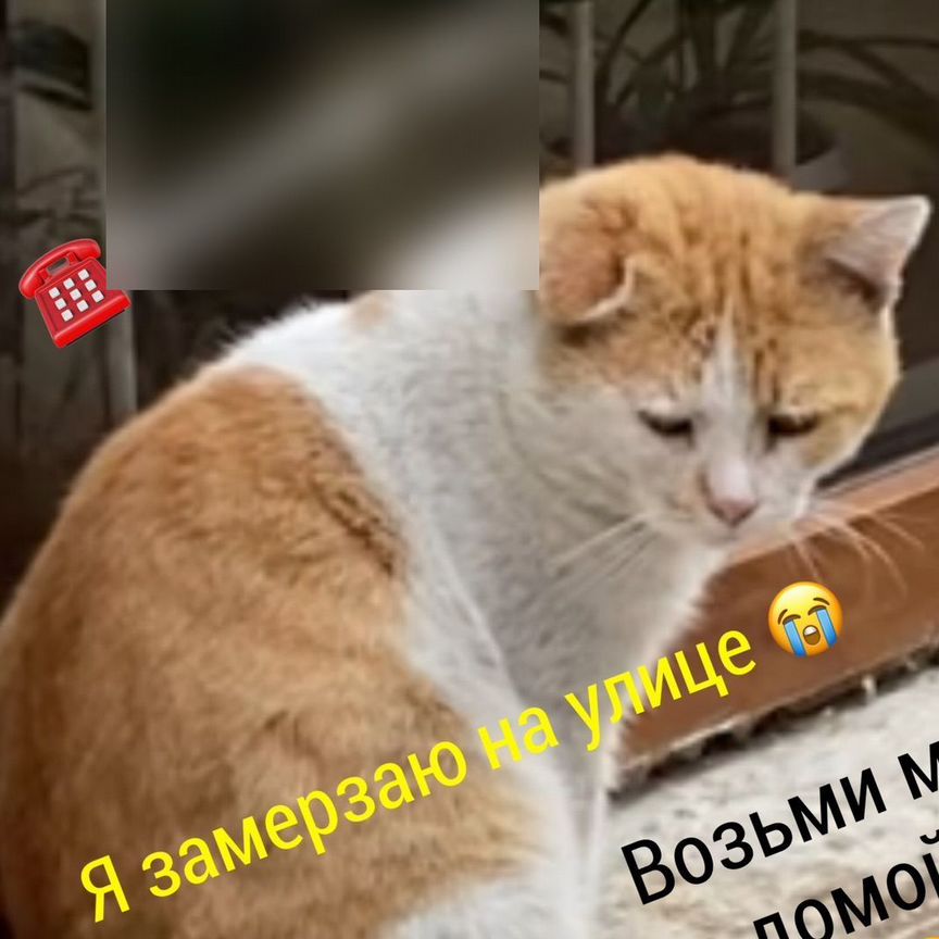 Замерзает кот весь день сидит