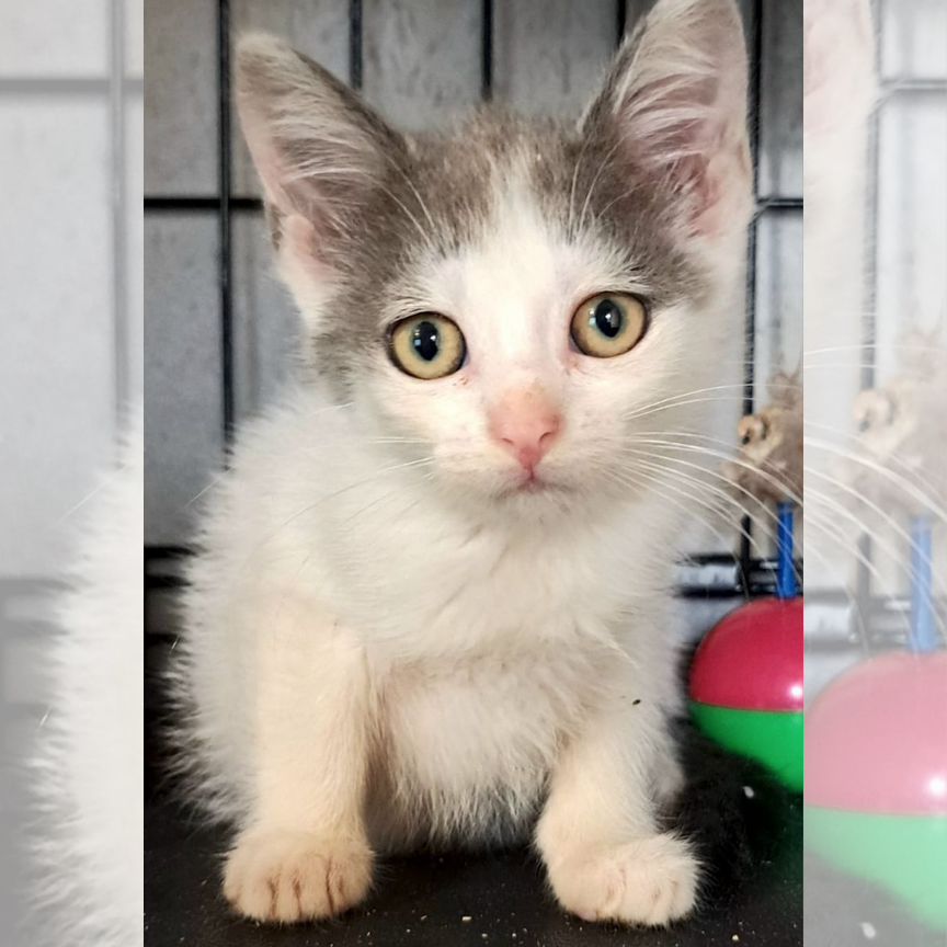 Милейшая девочка котёнок ищет семью