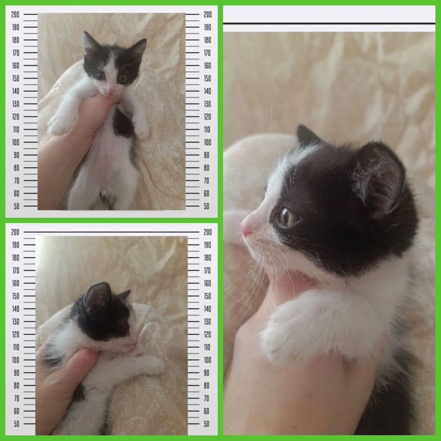 Котята мальчики