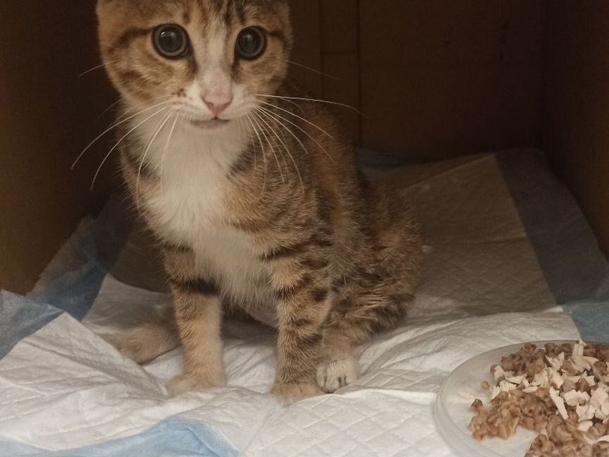 Котенок найден домашний