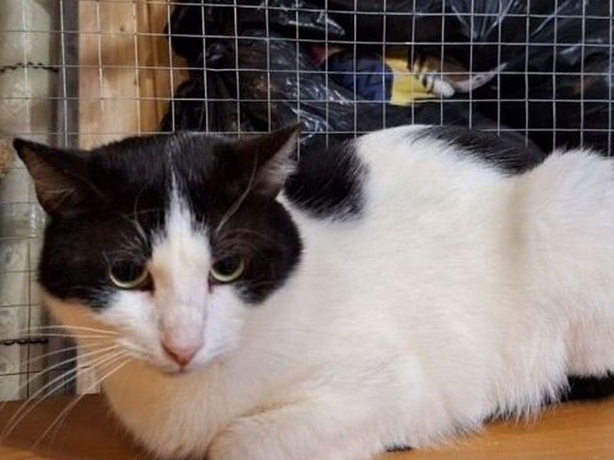 Коту Геку плохо в клетке. Он хочет домой