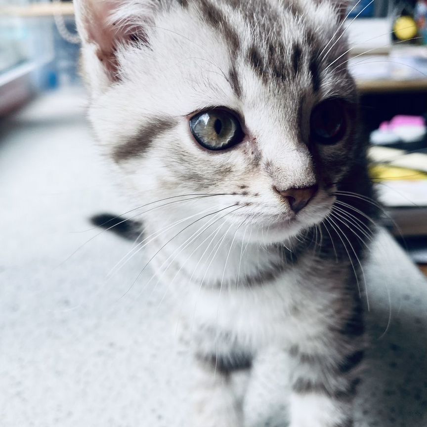 Котёночек (серебряный табби)