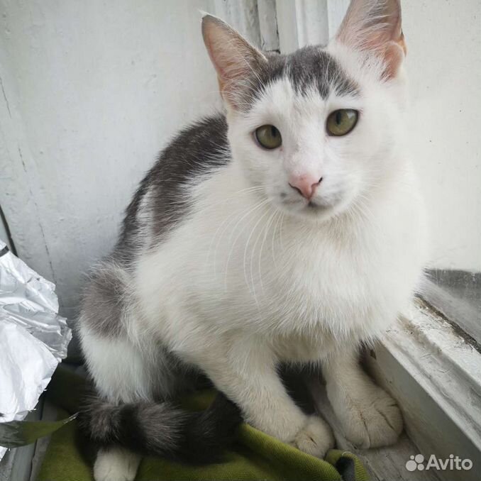 Смешная кошка Буля