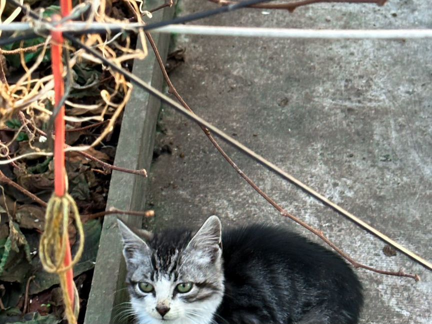 Котёнок