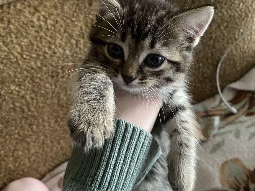 Отлам котят