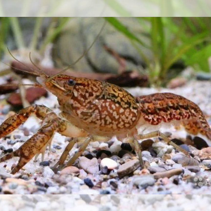Аквариумные раки