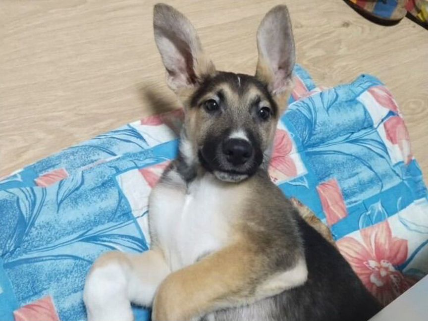 Помогите щенку не вернуться в приют