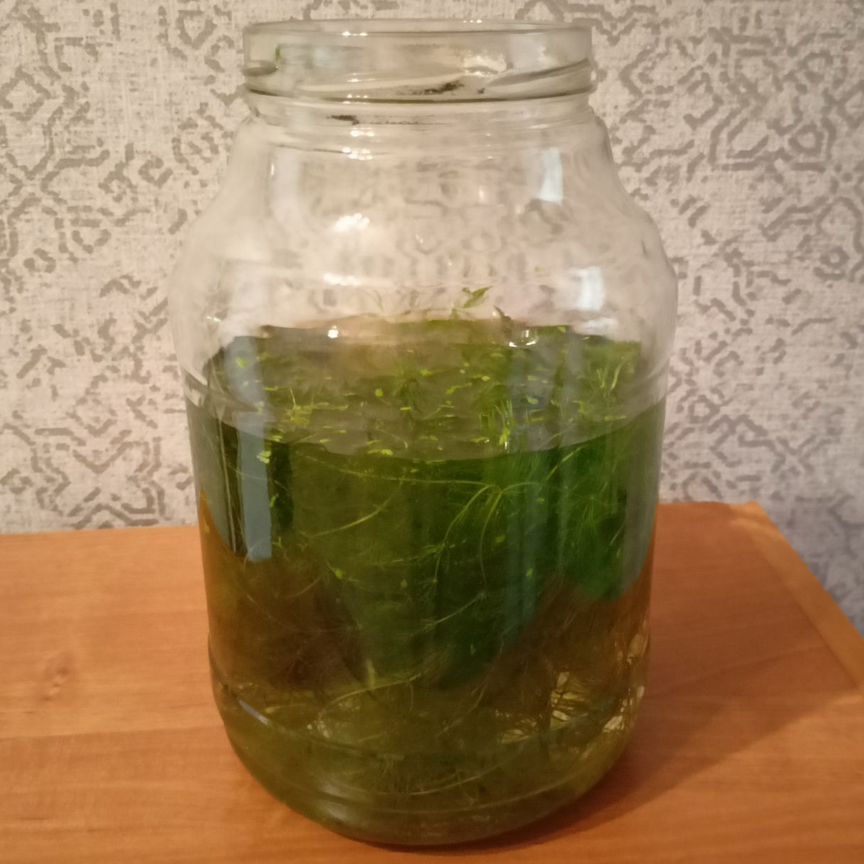 Растение для аквариума, роголистник