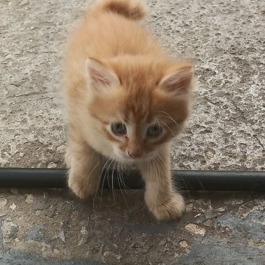 Котята бобтейл