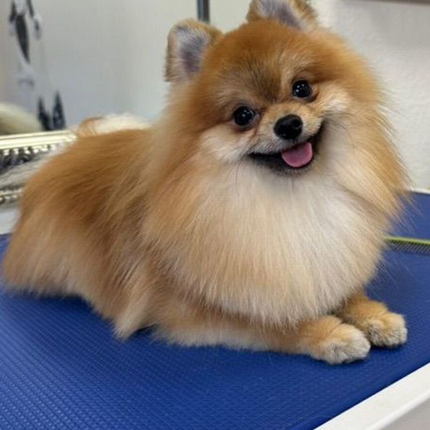 Померанский шпиц, взрослый пёс