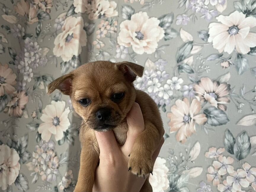 Собака чихуахуа девочка