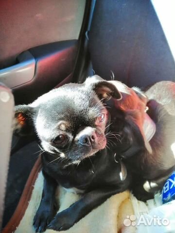 Кобель для вязки Пти Брабансон