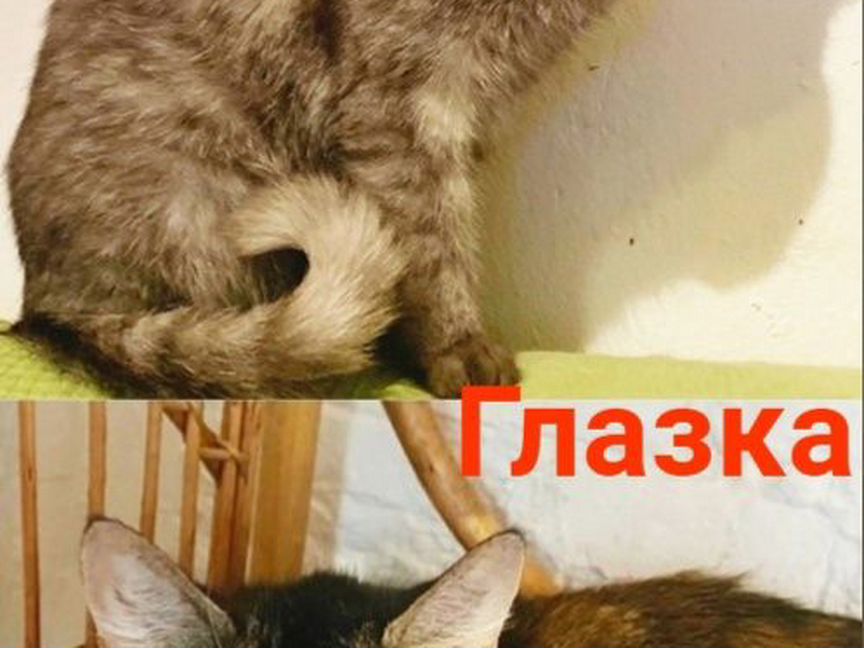 Элис и Глазка. Стерильны. Привиты. Ласковые