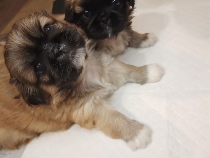 Щенки пекинеса