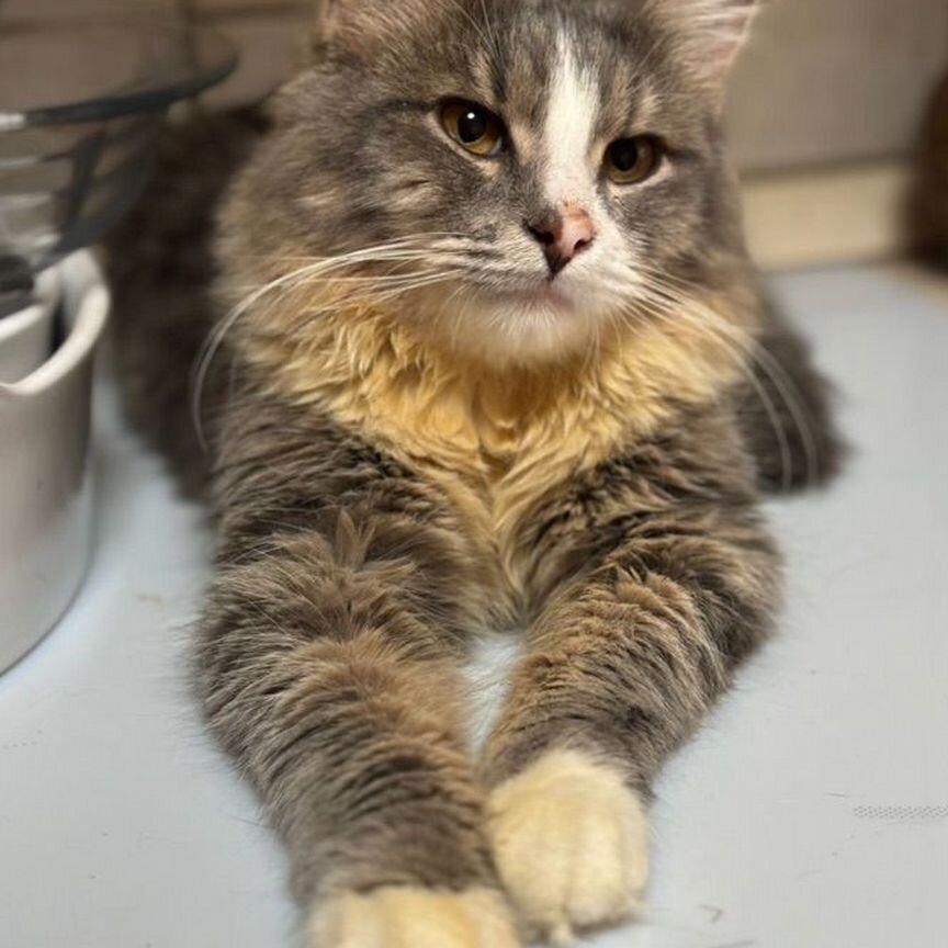 Пушистик 7 мес в добрые руки