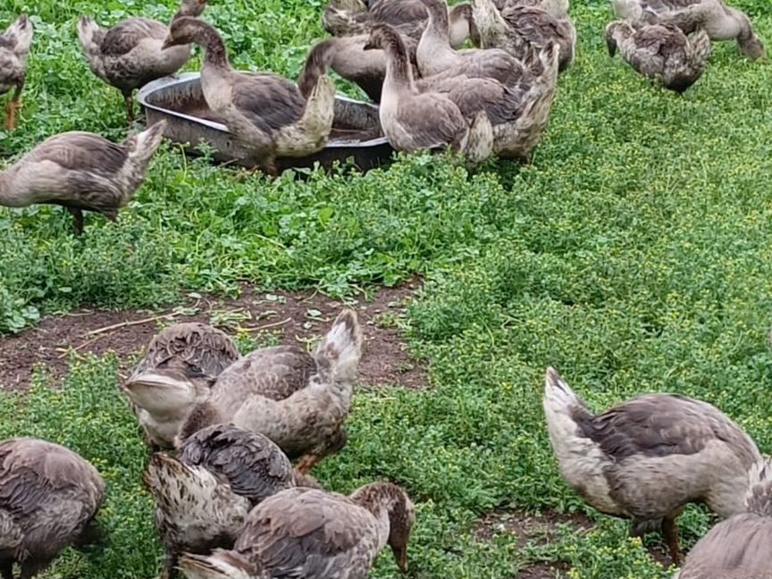 Продаются гусята