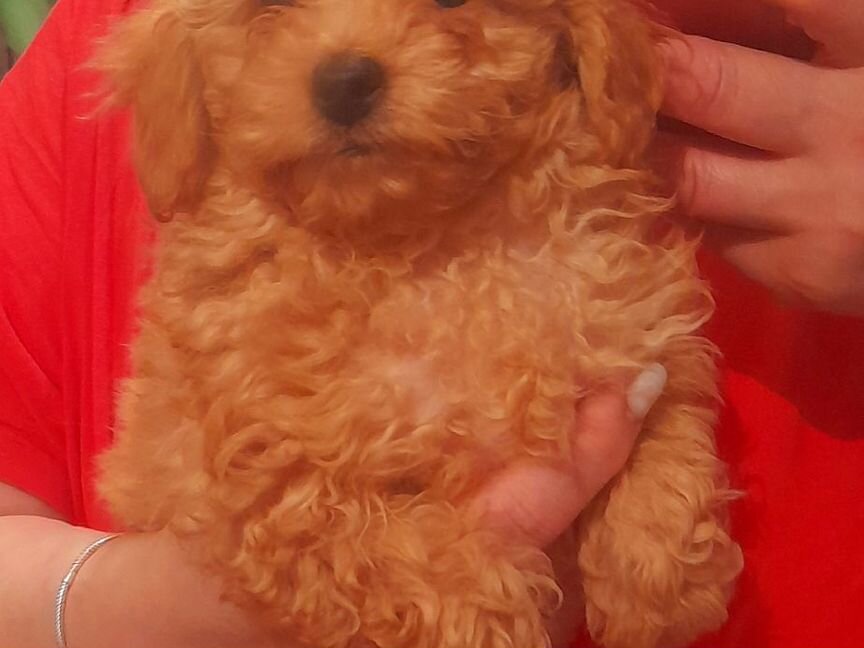 Щенки Мальтипу в тедди типе