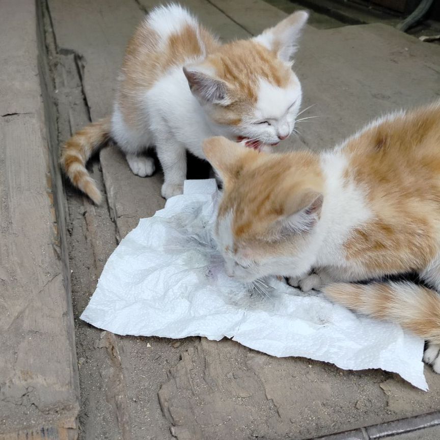 Котята