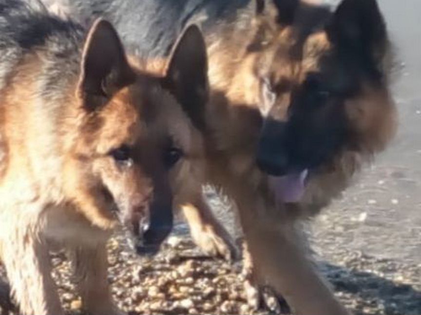 Щенки щенок немецкой овчарки немец овчарка