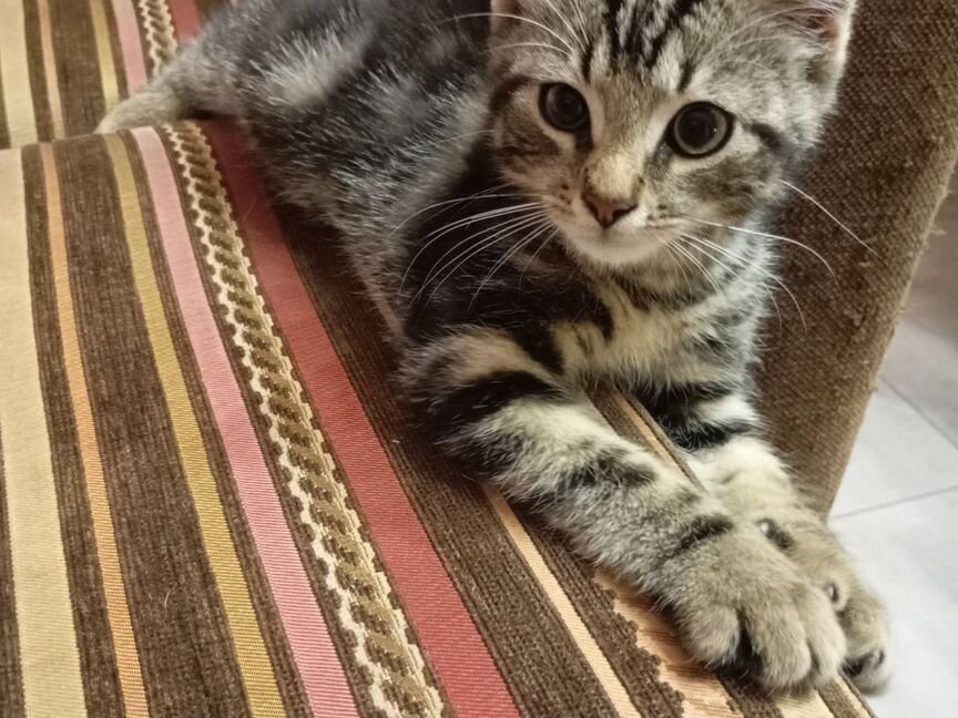 Котёнок Табби